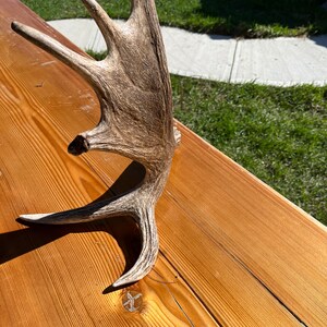 Moose Antler. Bull Moose Antler. Crafting. Decor. Centrepiece. - Etsy
