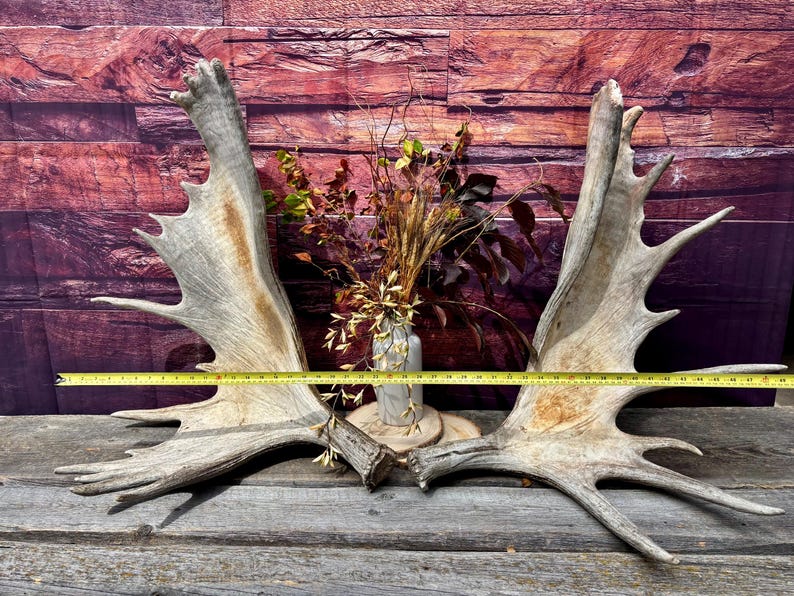 Enormous Alberta Moose Antler Set. Massive Antlers for Wall Decor ...