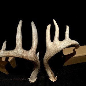 Deer Antlers - Fresh White-tailed Deer Matching Set. Canadian Buck ...