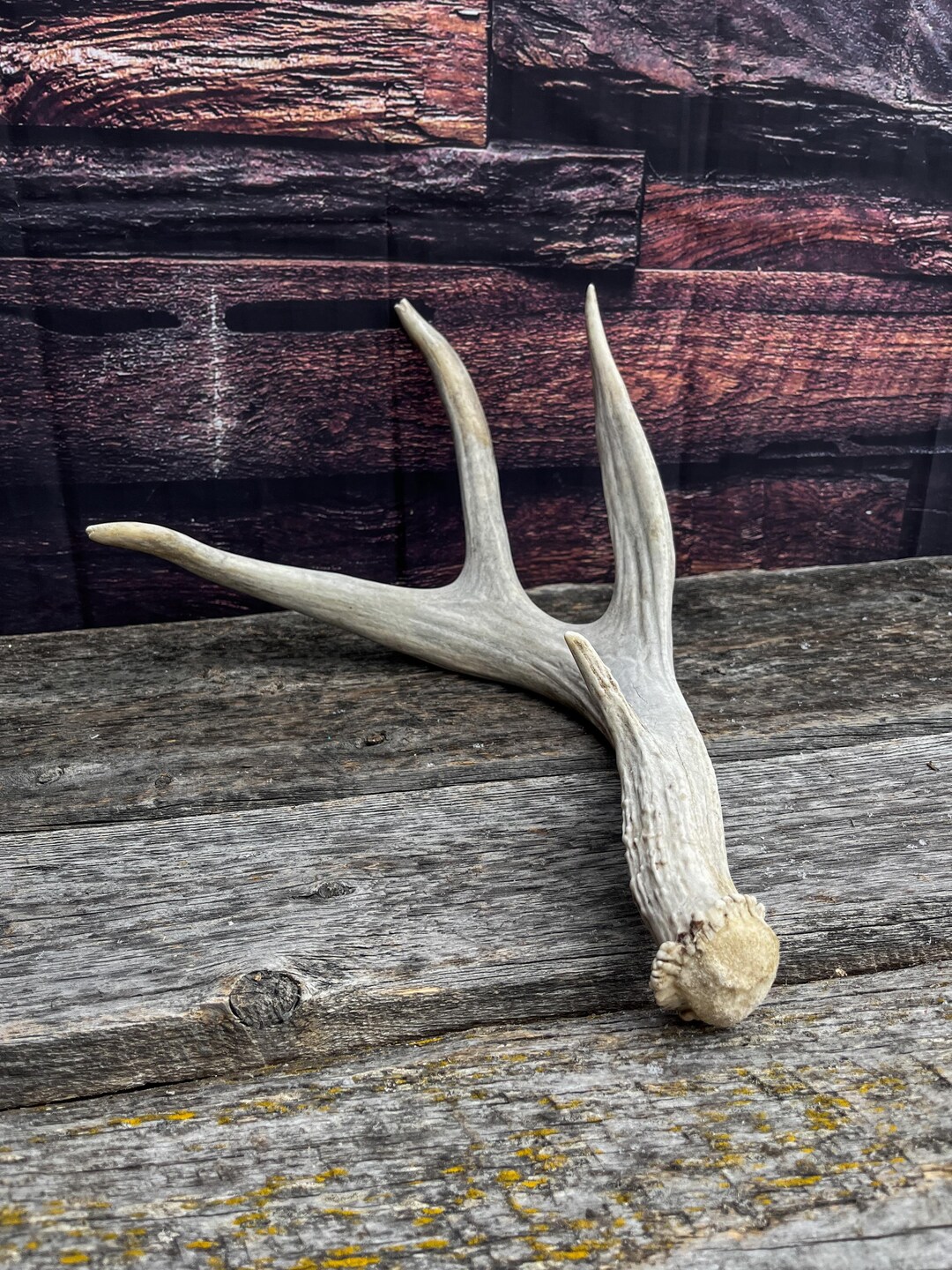 Unique Canadian Mule Deer Antler. Farmhouse Style Decor, Collector’s ...