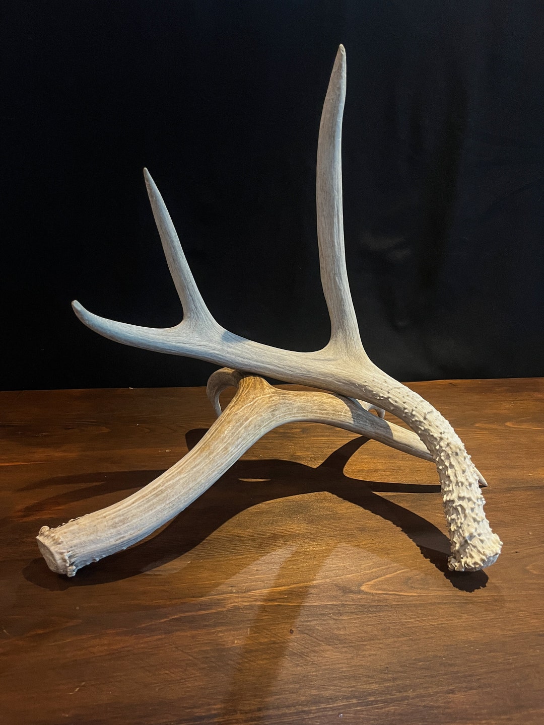Pair of Canadian Mule Deer Antlers for Crafting, Decor, and More. - Etsy