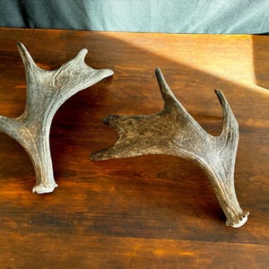 Moose Antler Pair. Medium Sized Canadian Moose Antlers - for Crafting ...