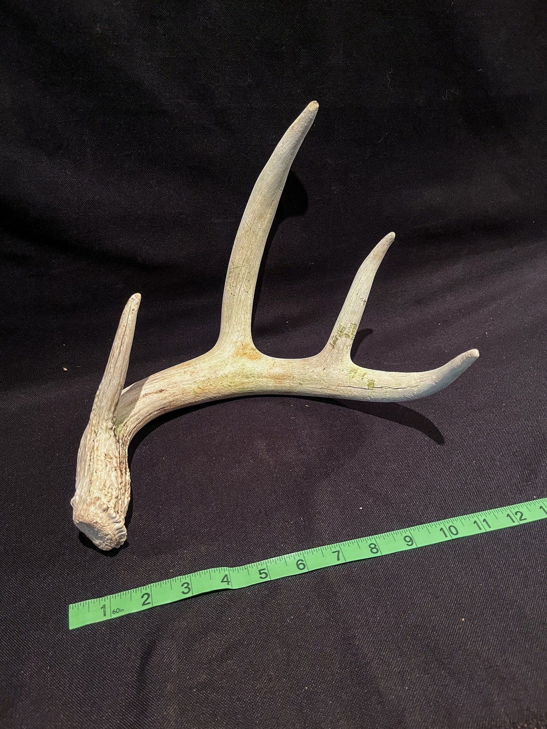 Deer Antler. Large Whitetail Deer. Wild Antler. Crafting - Etsy