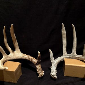 Deer Antlers - Fresh White-tailed Deer Matching Set. Canadian Buck ...