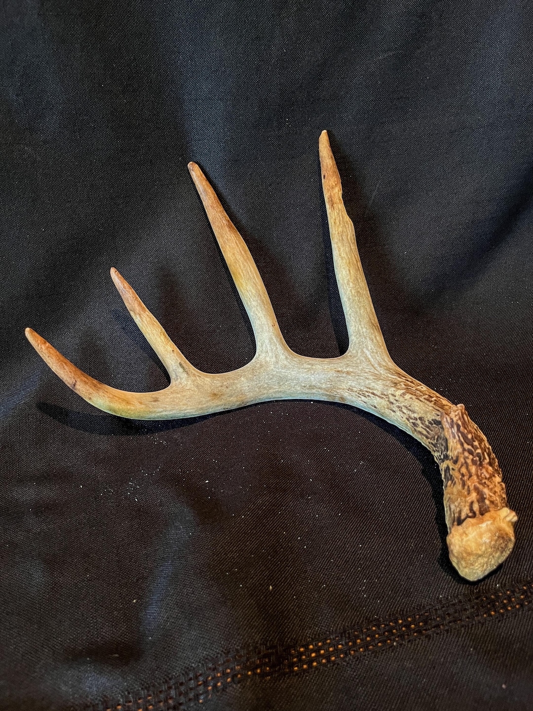Deer Antler Giant White-tailed Deer Antler. Massive and Fresh. Wild ...