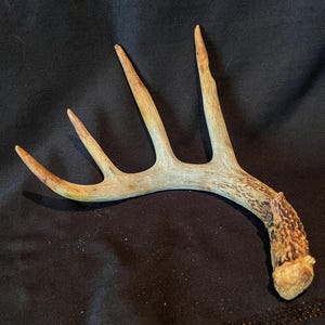 Deer Antler Giant White-tailed Deer Antler. Massive and Fresh. Wild ...