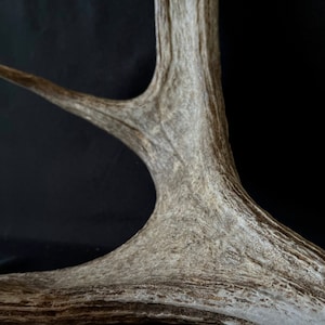 Bull Moose Antler. Medium Sized. for Crafting, Decor and More - Etsy