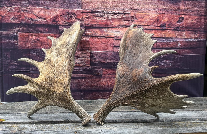 Enormous Alberta Moose Antler Set. Massive Antlers for Wall Decor ...