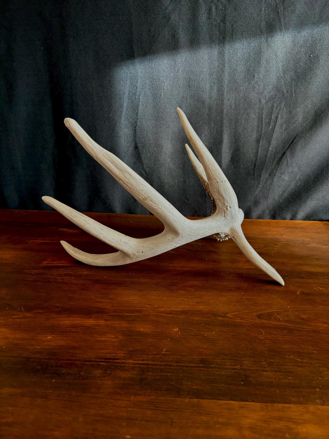 Wild Droptine White-tailed Deer Antler. Large Deer Antler for Decor, Design, Crafting and More ...