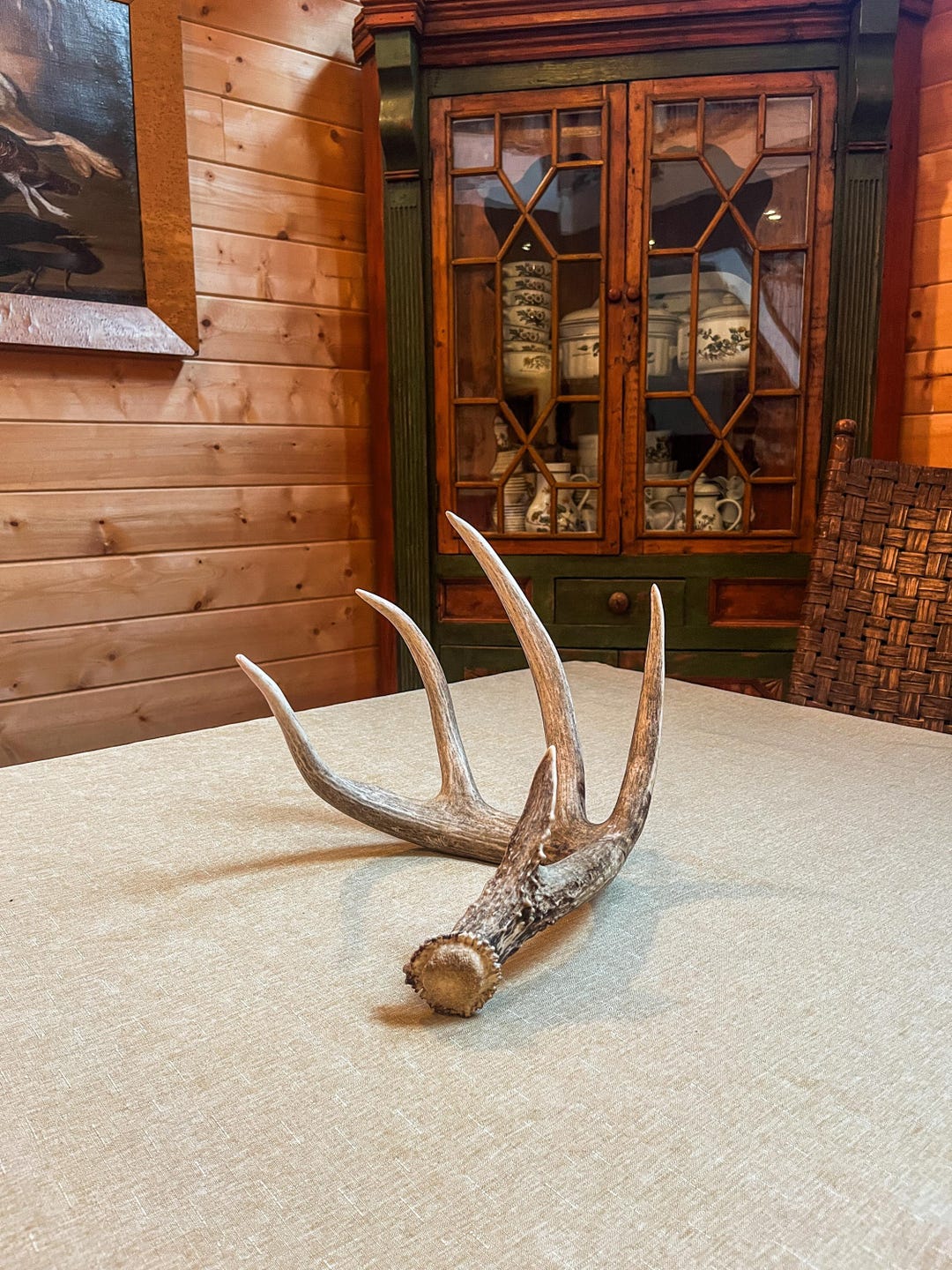 Magnificent White-tailed Deer Antler - With Huge “G3”. Extremeley Fresh ...