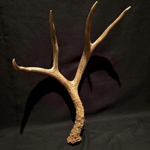 Large Mule Deer Antlers. Classic Canadian, Trophy Size Deer Antlers - Etsy
