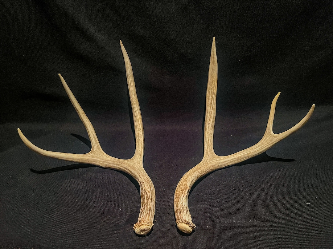 Deer Antlers. Mule Deer Antler Pair. Matching Symmetrical Deer Antlers ...