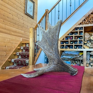 Moose Antler. Bull Moose Antler. Crafting. Decor. Centrepiece. - Etsy