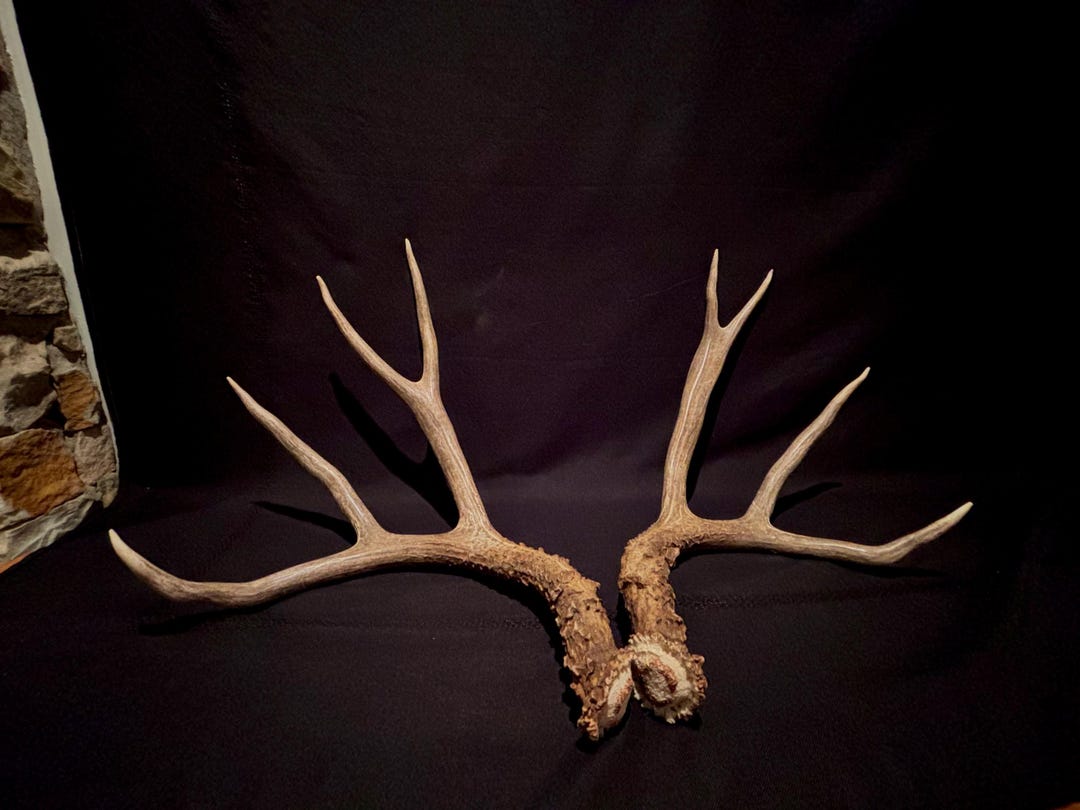 Large Mule Deer Antlers. Classic Canadian, Trophy Size Deer Antlers - Etsy