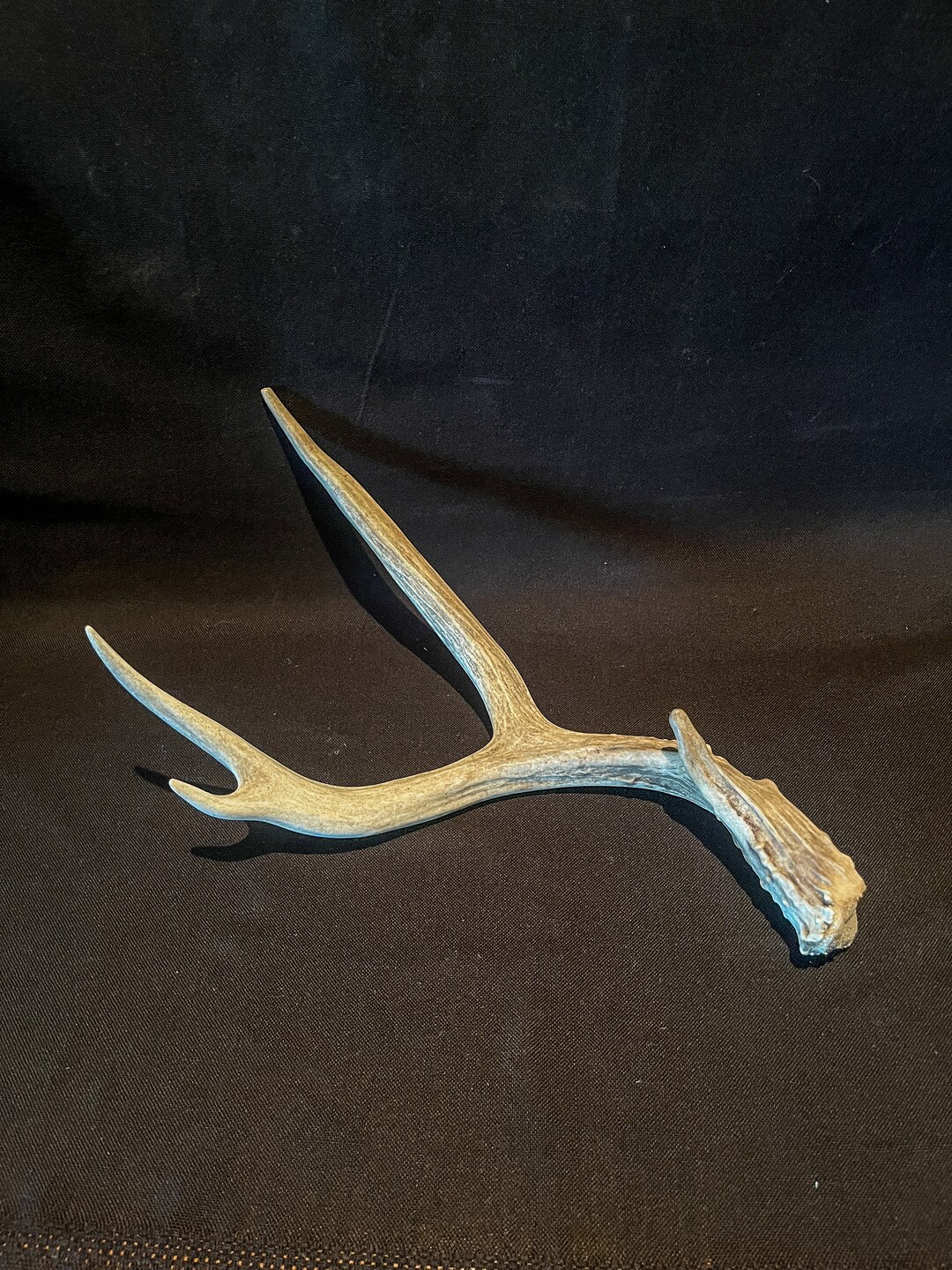 Small Mule Deer Antler. Fresh, Brown 4 Point Rustic-style Decor Antler ...