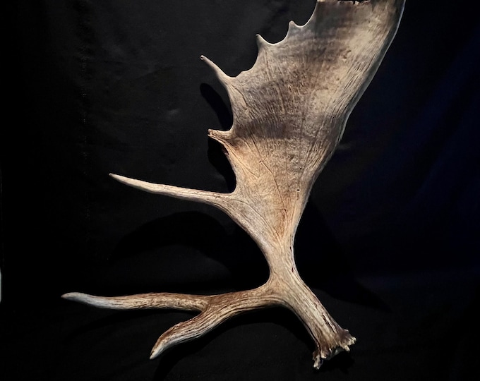 Enormous Alberta Moose Antler Set. Massive Antlers for Wall Decor ...