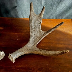 Moose Antler Pair. Medium Sized Canadian Moose Antlers - for Crafting ...