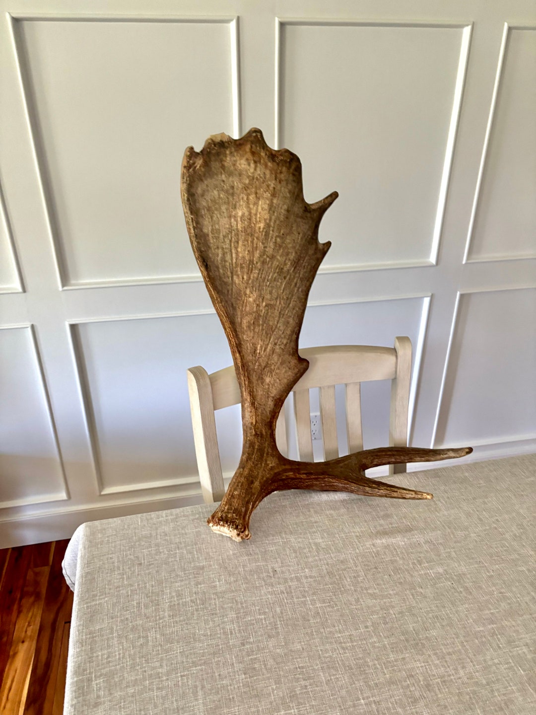 Moose Antler. Beautiful Moose Antler. Fresh, High Quality Antler for ...