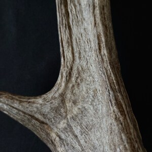 Bull Moose Antler. Medium Sized. for Crafting, Decor and More - Etsy