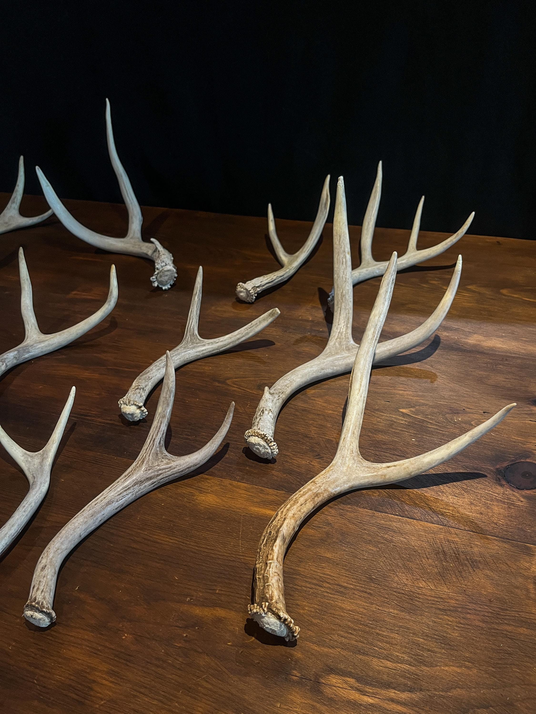 Small White-tail and Mule Deer Antlers. ANY SIZE. Crafting, Decorations ...