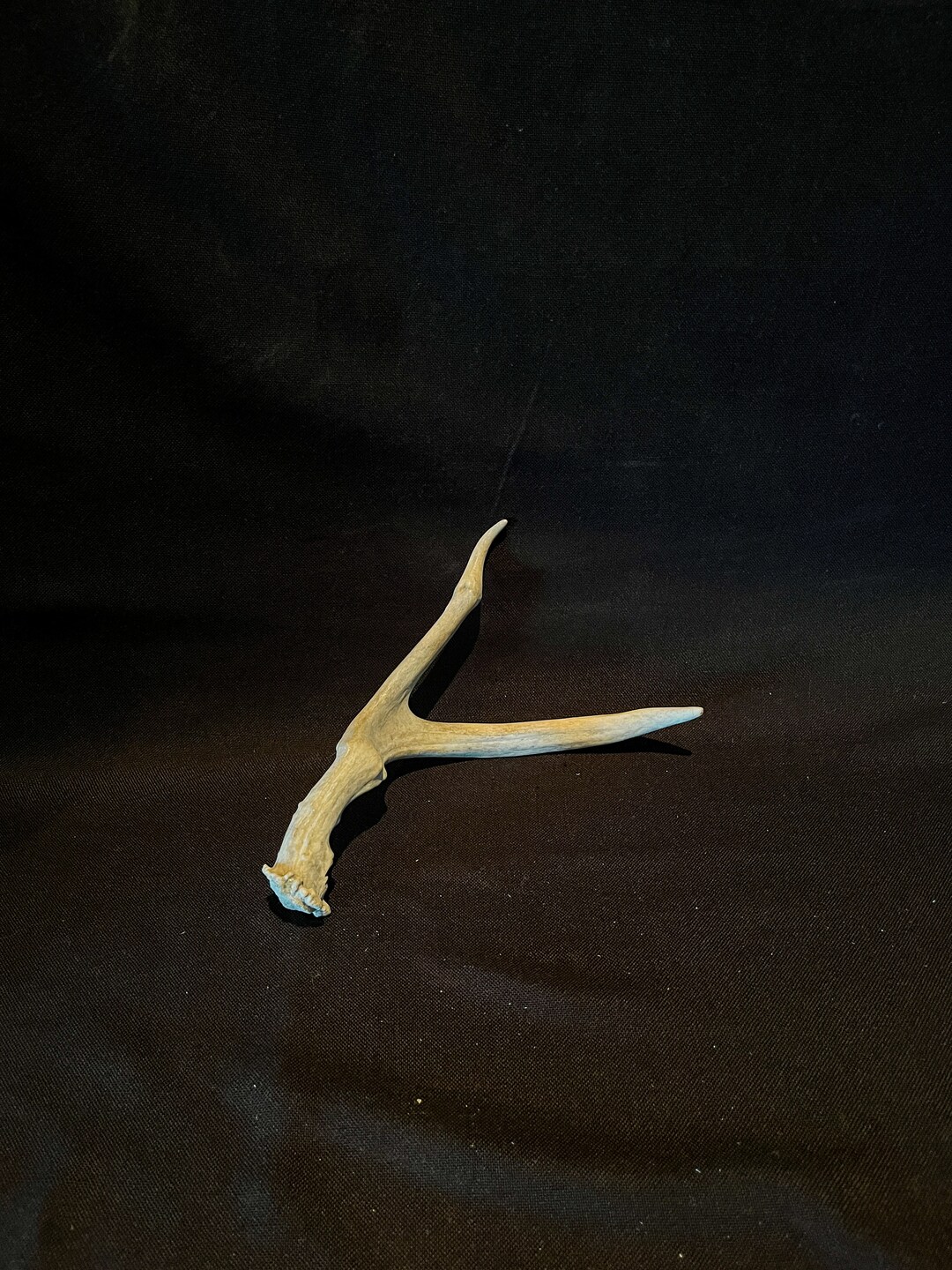 Deer Antler. Unusual & Unique Antler for Crafting, Decor, and Much More ...