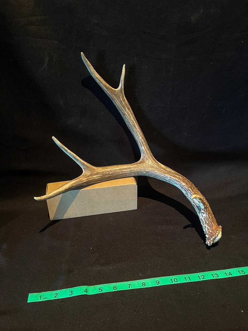 Very Brown Mule Deer Antler. Craft Antler, Deer Horn, Decoration, Art ...