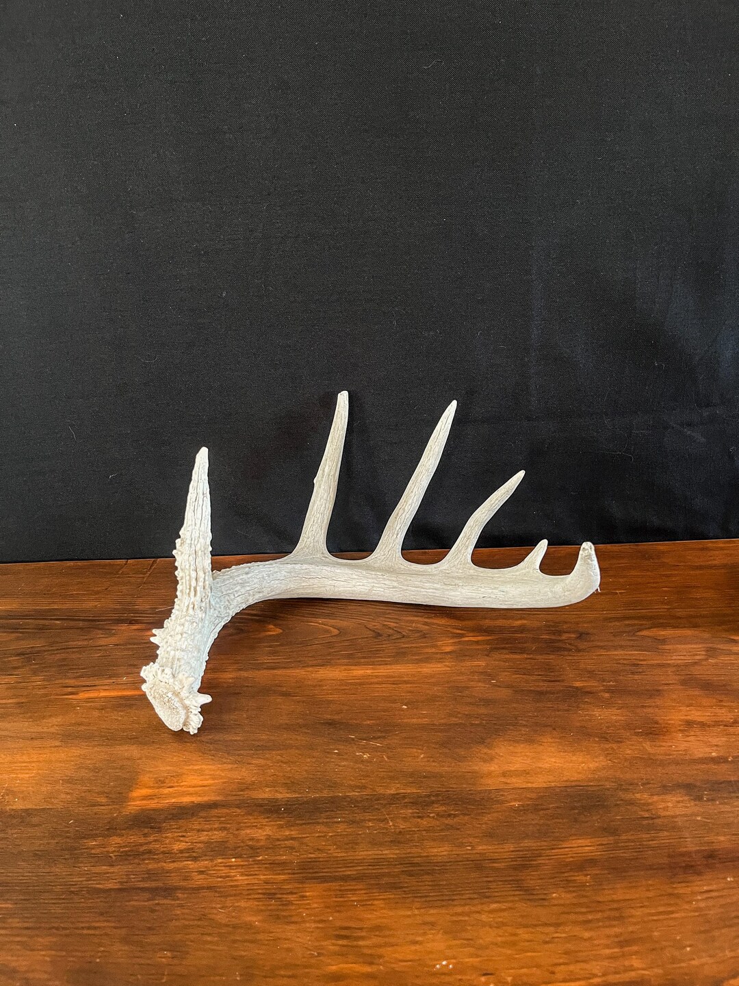 White-tailed Deer Antler - Wild Canadian Antler for Decor, Design ...