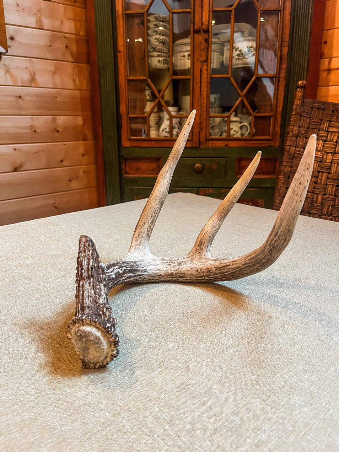 Large White-tailed Deer Antler - 4 Points With Broken Browtine ...