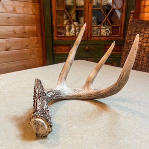 Large White-tailed Deer Antler - 4 Points With Broken Browtine ...