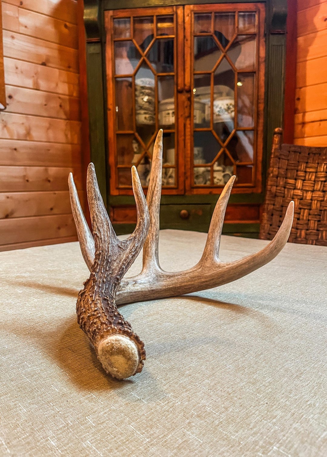 Classic White-tailed Deer Antler - With Incredible Split Browtine ...