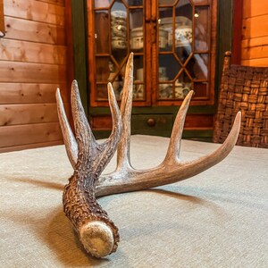 Classic White-tailed Deer Antler - With Incredible Split Browtine ...