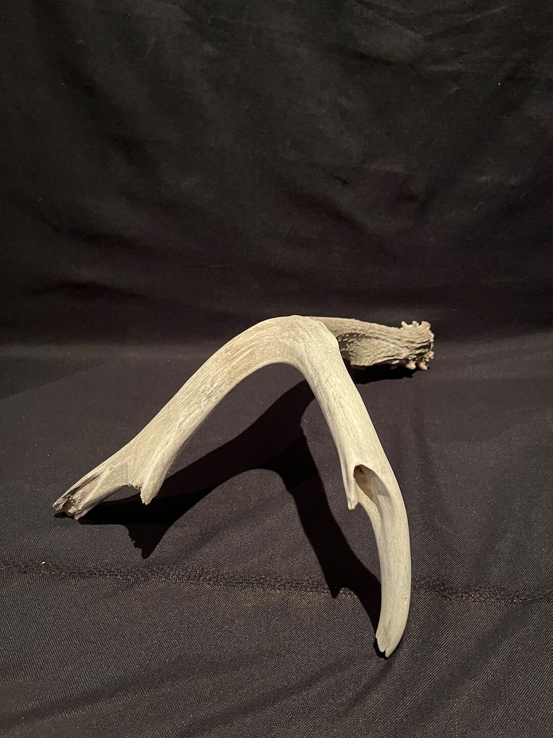 Mule Deer Antler. Broken Deer Antler. Crafting, Decor - Etsy