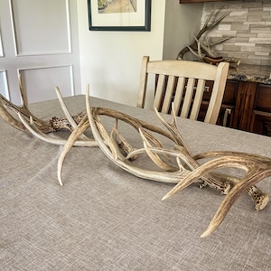 Natural Mule Deer Antlers. FRESH Finds, ANY SIZE. Crafting. Decor ...