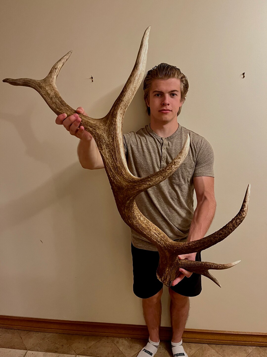 Elk Antler. Huge 7 Points, Split Eyeguard Canadian Bull Elk Antler/horn ...