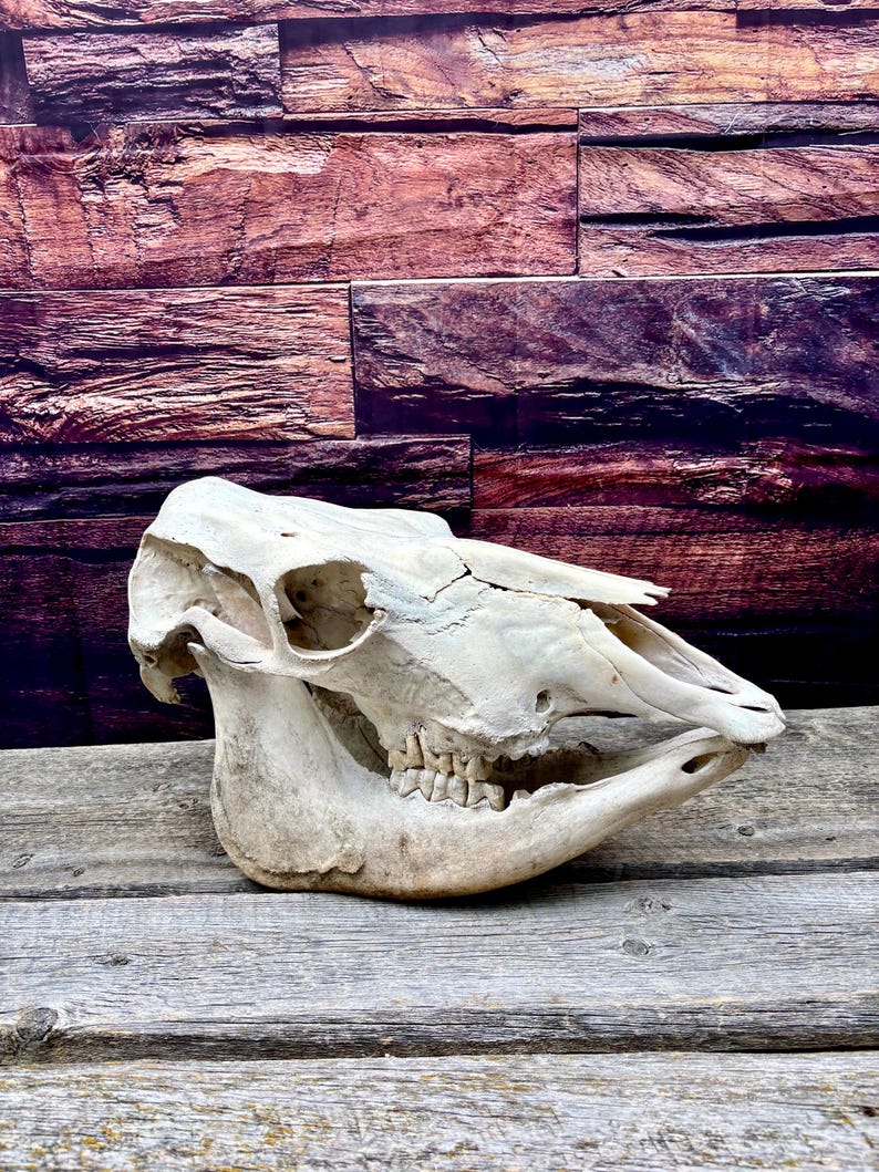 Real Cow Skull With Jaw. Found in Farm Field. Clean Skull From Cattle ...