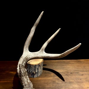 Large White-tailed Deer Antler 4 Points With Broken Browtine ...