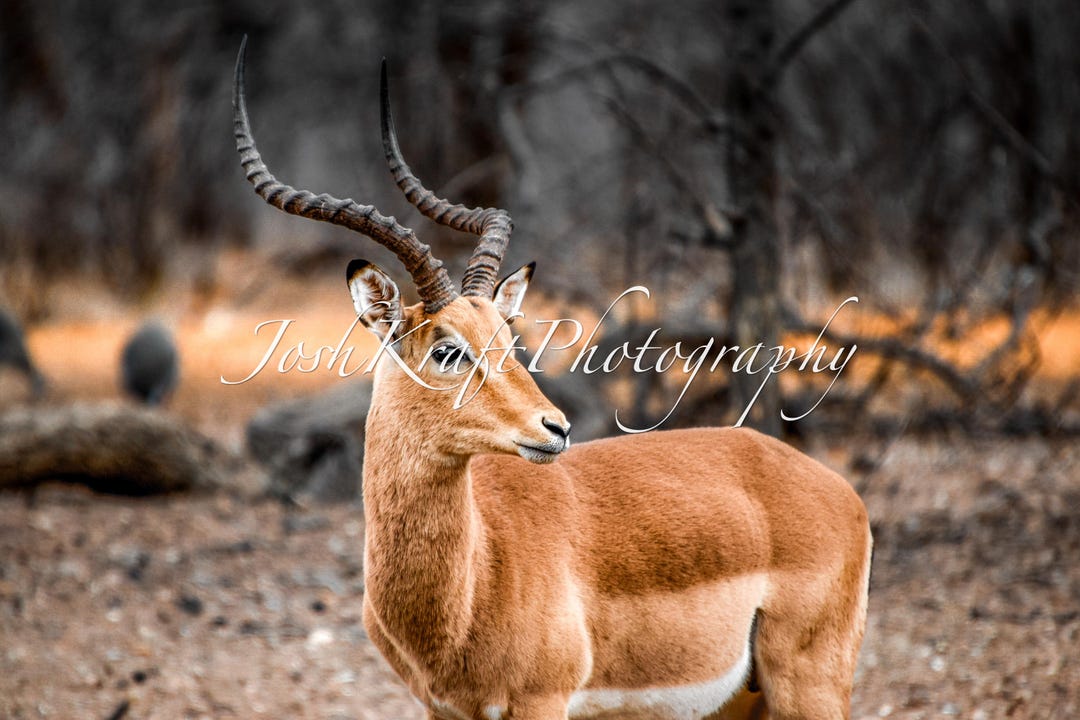 Impala Photo. African Safari Scene Digital Photograph. Iphone, Tablet ...