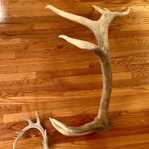 GIANT Elk Antler, Natural Shed From a Wild Canadian Bull Elk ...