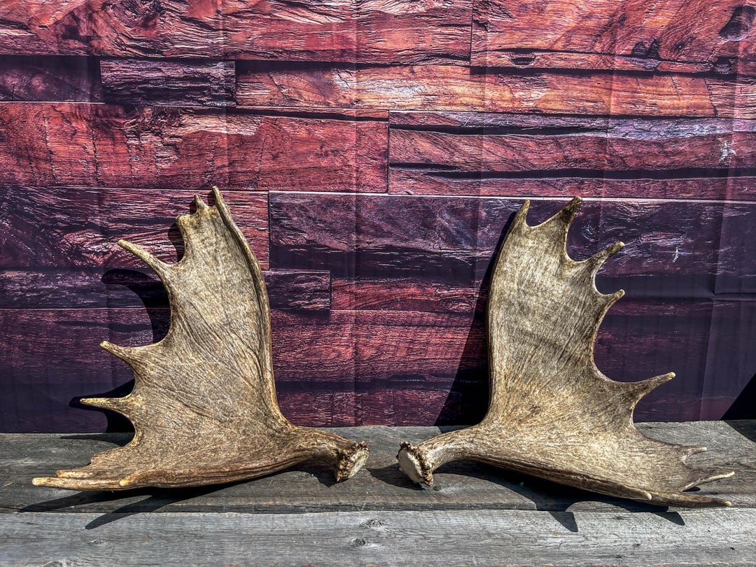 The Perfect Moose Antler Set. Classic, Heavily Palmated Moose Antlers ...