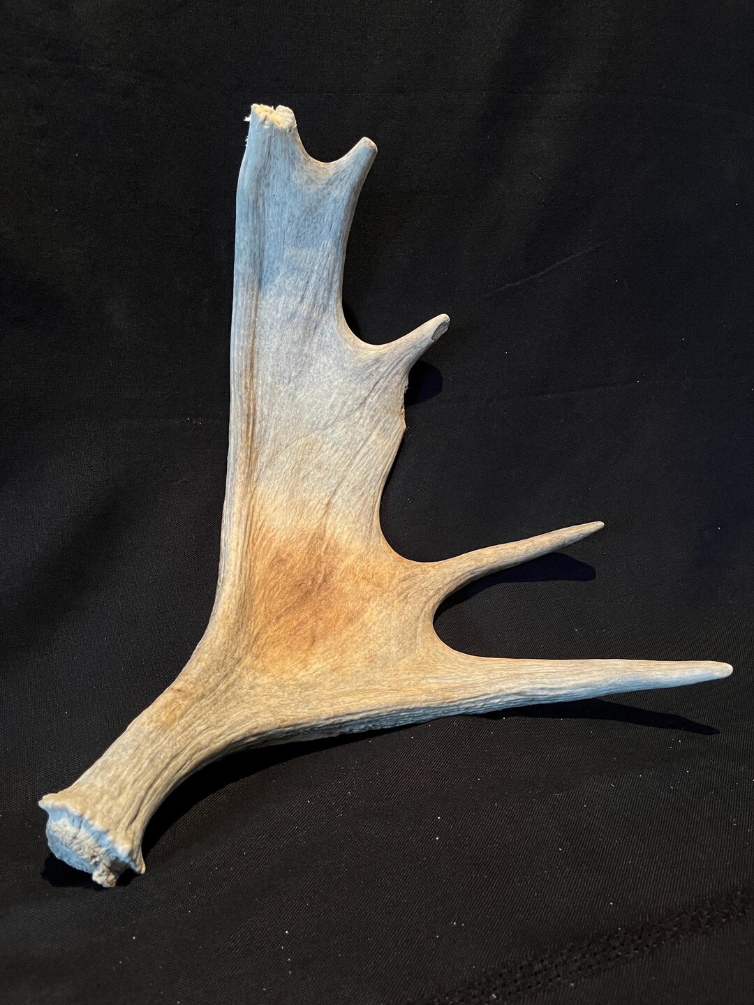 Wild Canadian Bull Moose Shed Antler. Interior Design and Decor Item ...