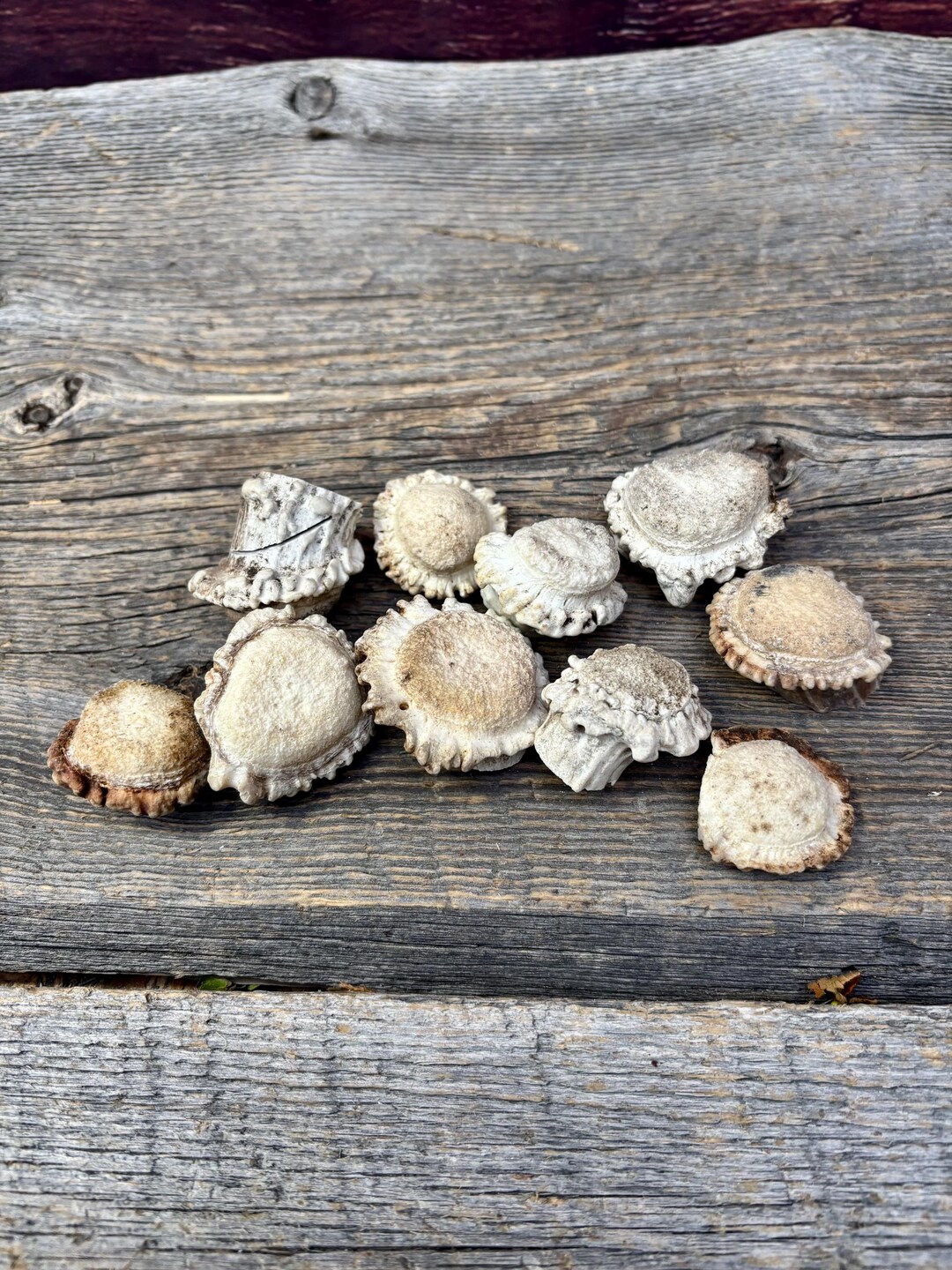 10 Small Deer Antler Rosettes. for Crafting, Decor and More - Etsy