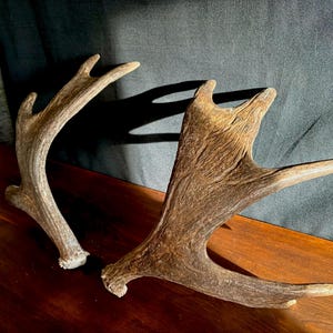 Moose Antler Pair. Medium Sized Canadian Moose Antlers - for Crafting ...