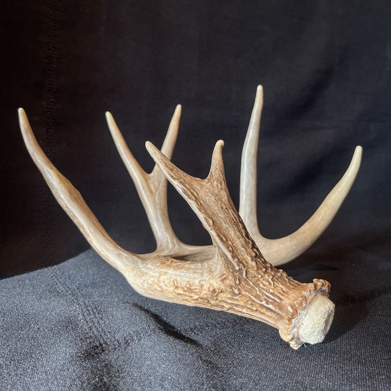 Deer Antler Decor - Etsy