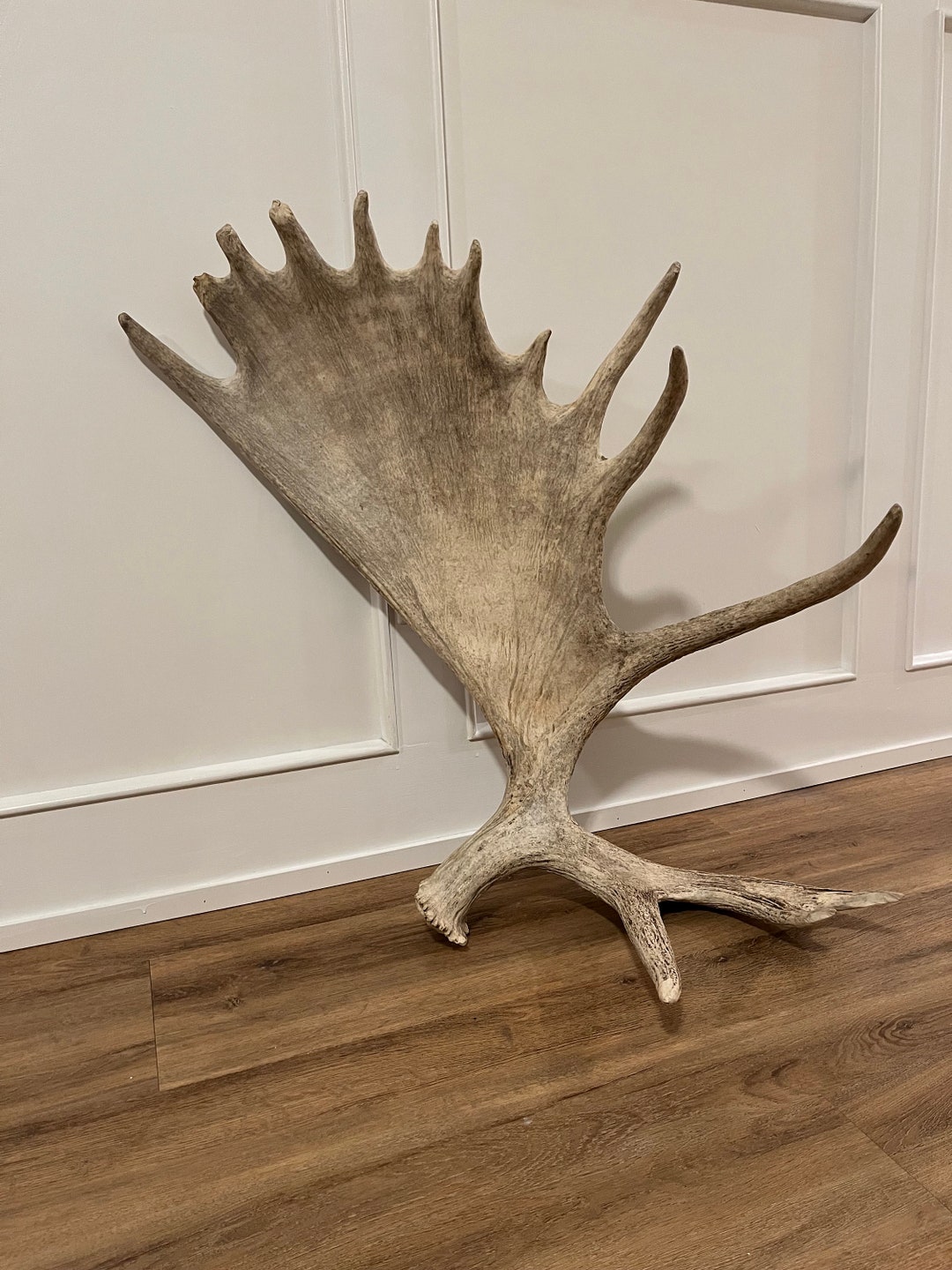 Enormous Moose Antler Bull Mooses Paddle Crafting. Carving, Decor and ...