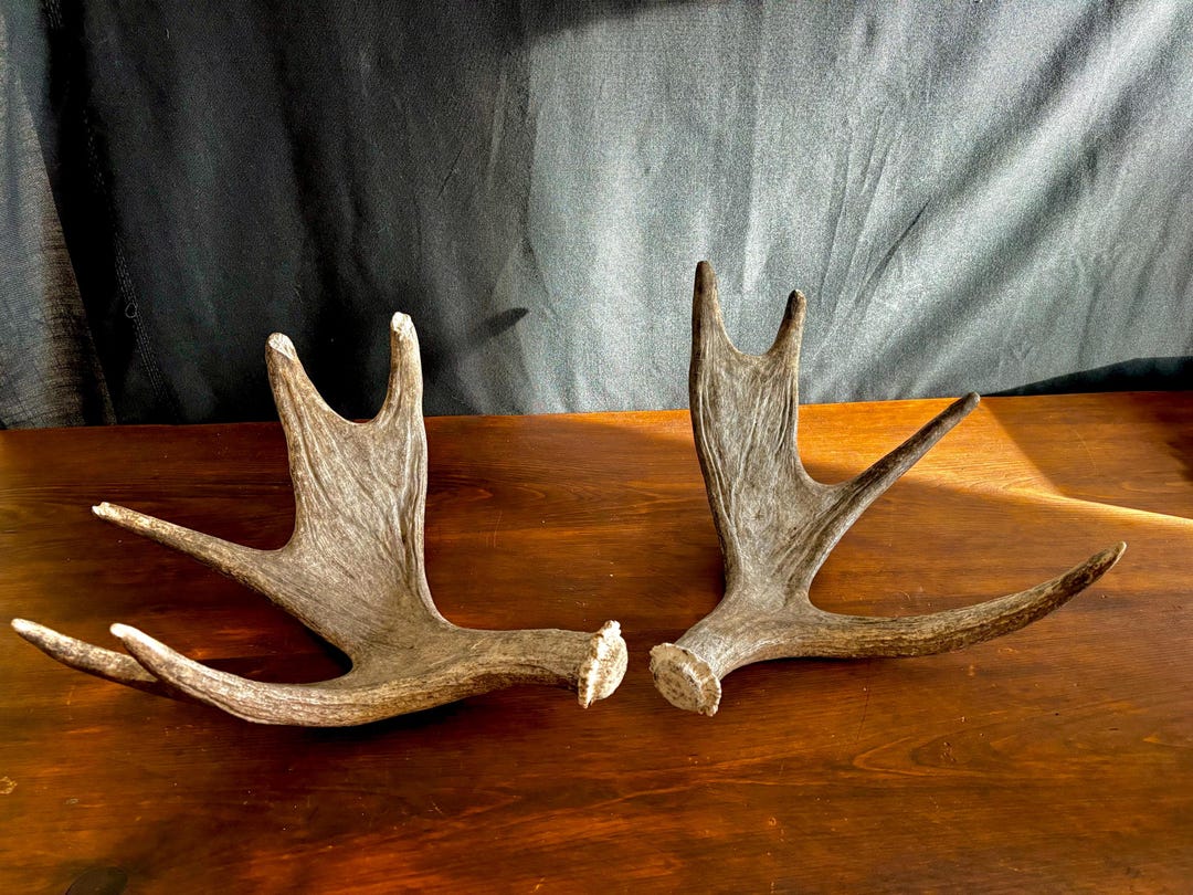 Moose Antler Pair. Medium Sized Canadian Moose Antlers - for Crafting ...