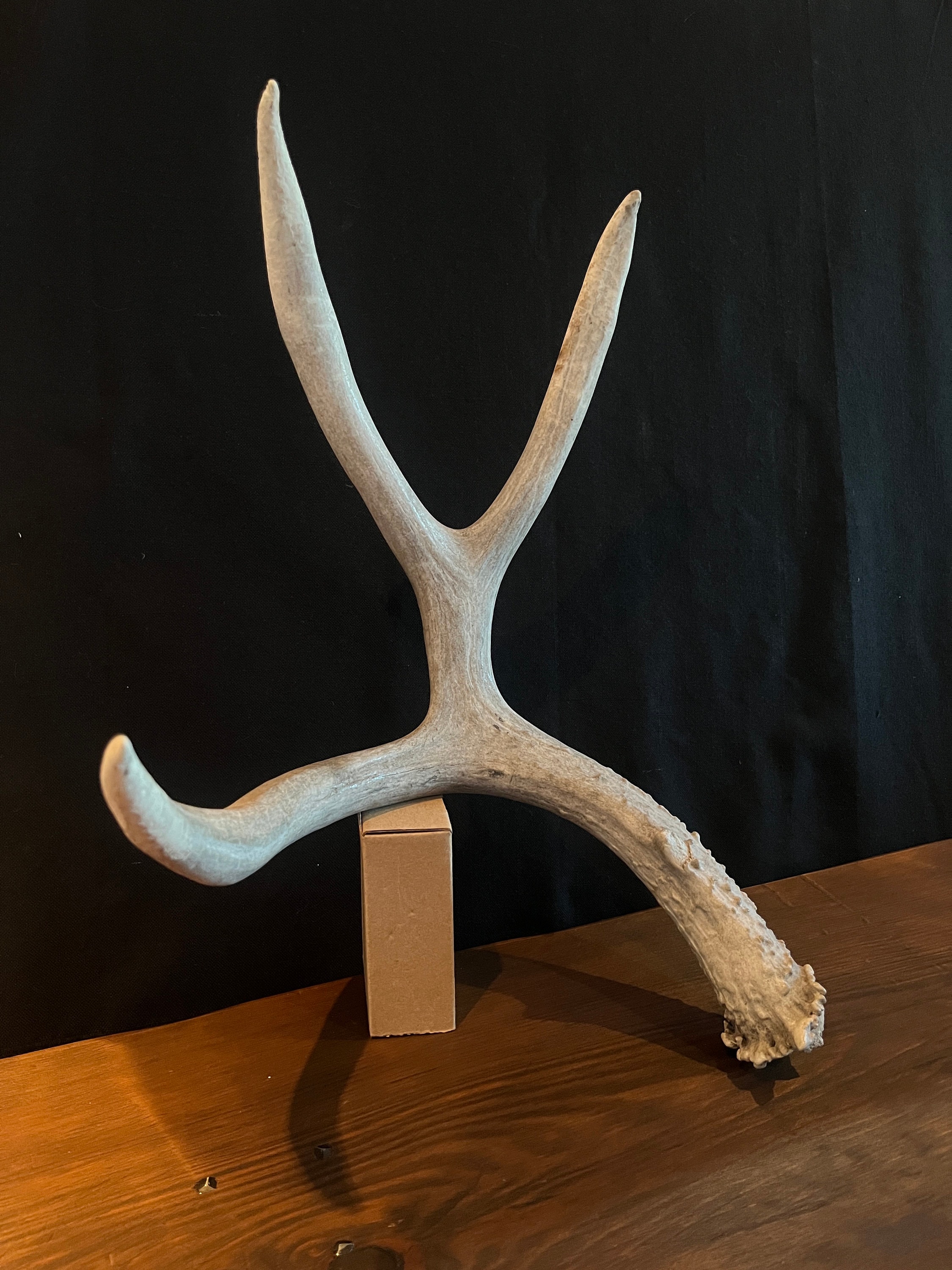 Mule Deer Antler. Decor Piece, Table Centrepiece, and More. - Etsy