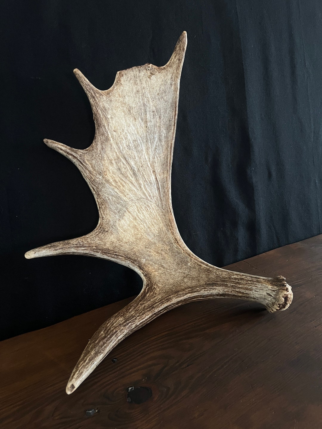 Moose Antler - Classic Fresh Moose Antler. Decor Antler, Paddle. - Etsy