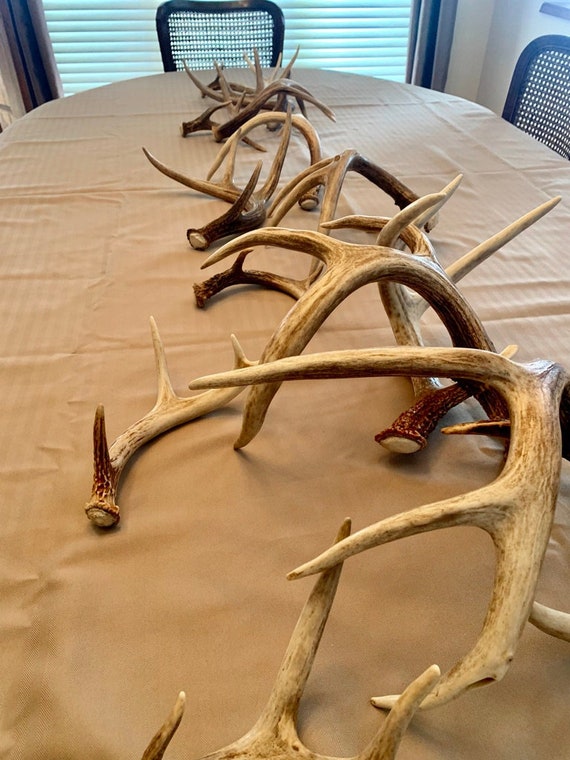 Natural White-tail Deer Antlers. ANY SIZE. Crafting - Etsy