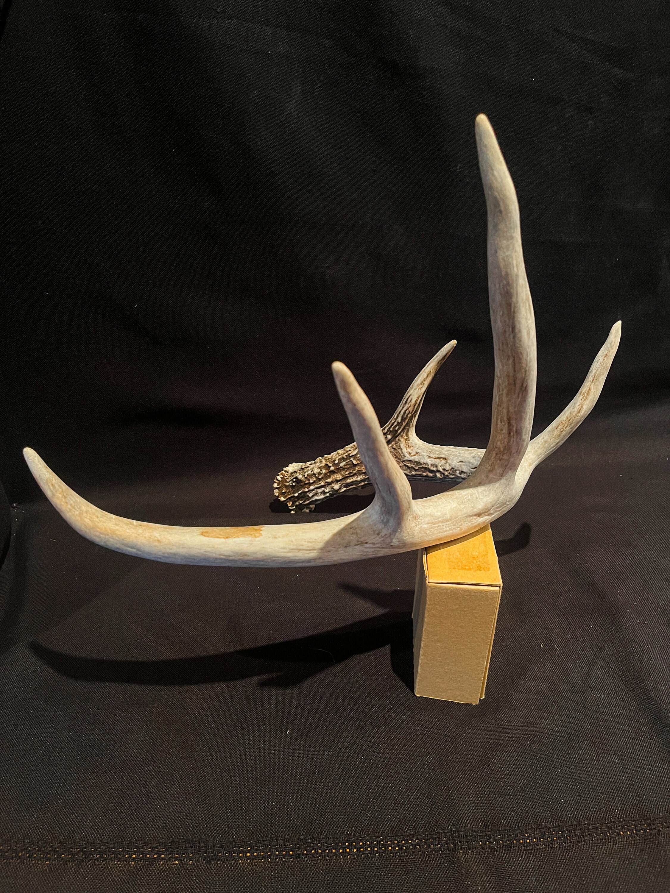 Deer Antler Giant White-tailed Deer Antler. Massive and - Etsy