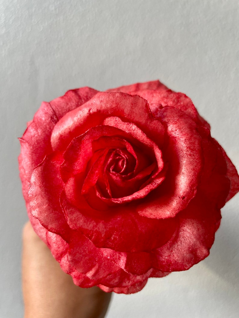Wafer Paper Rose - Etsy